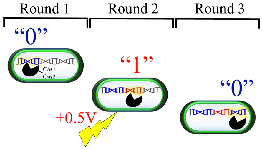 随着电力的zap，科学家首次将消息写成细菌DNA