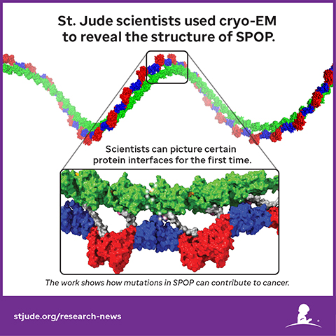 结构研究揭示了SPOP蛋白如何导致癌症